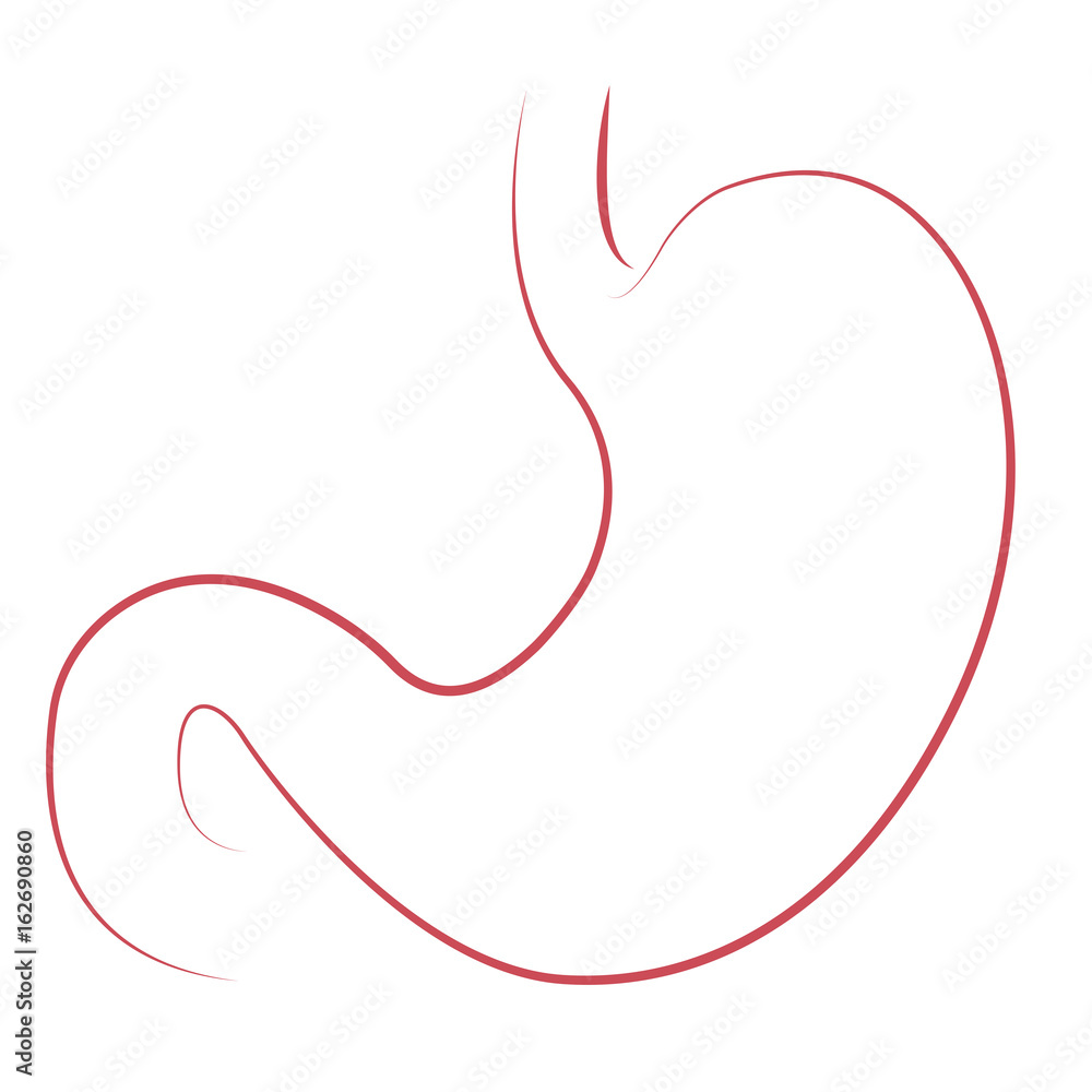 stomach line drawing Stock Vector | Adobe Stock