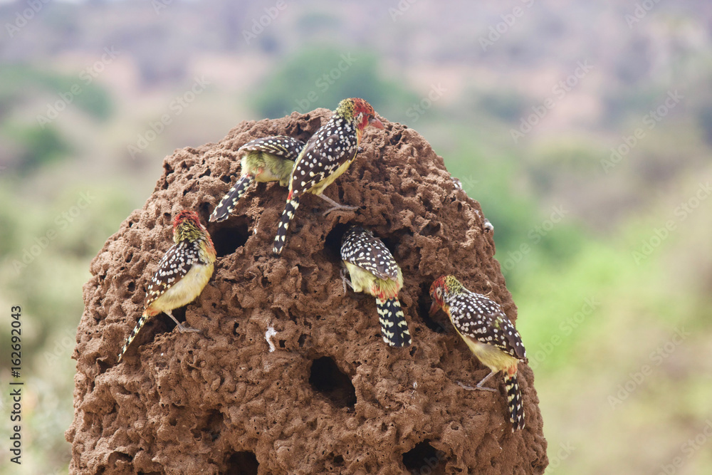 Red-and-Yellow Barbets Eat Termites in Africa Stock Photo | Adobe Stock