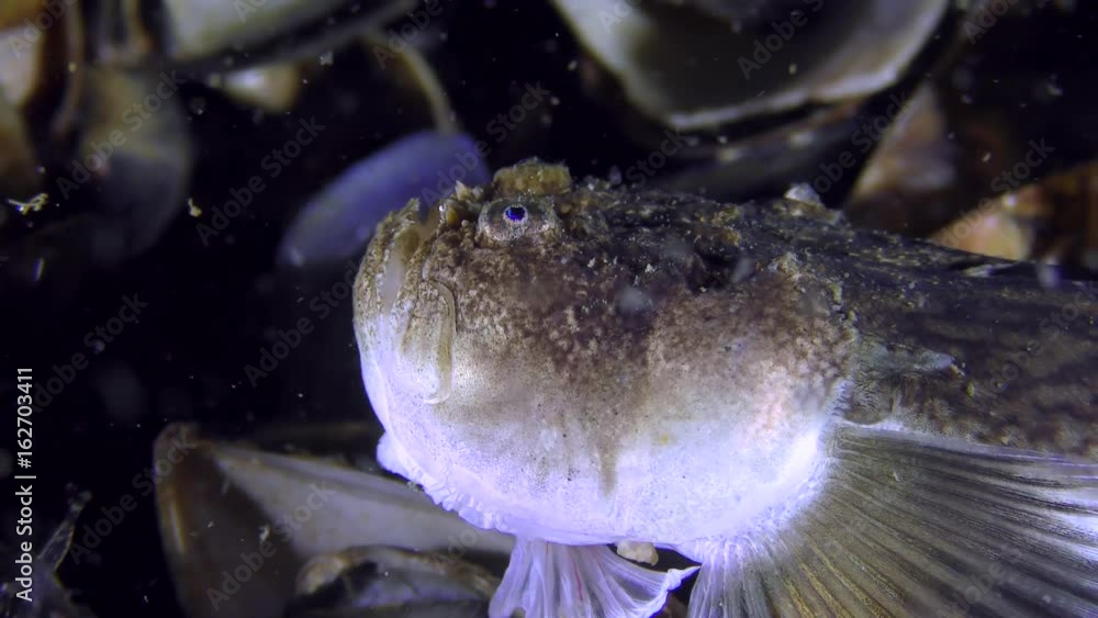 Bottom fish Atlantic stargazer (Uranoscopus scaber) oscillation of the ...