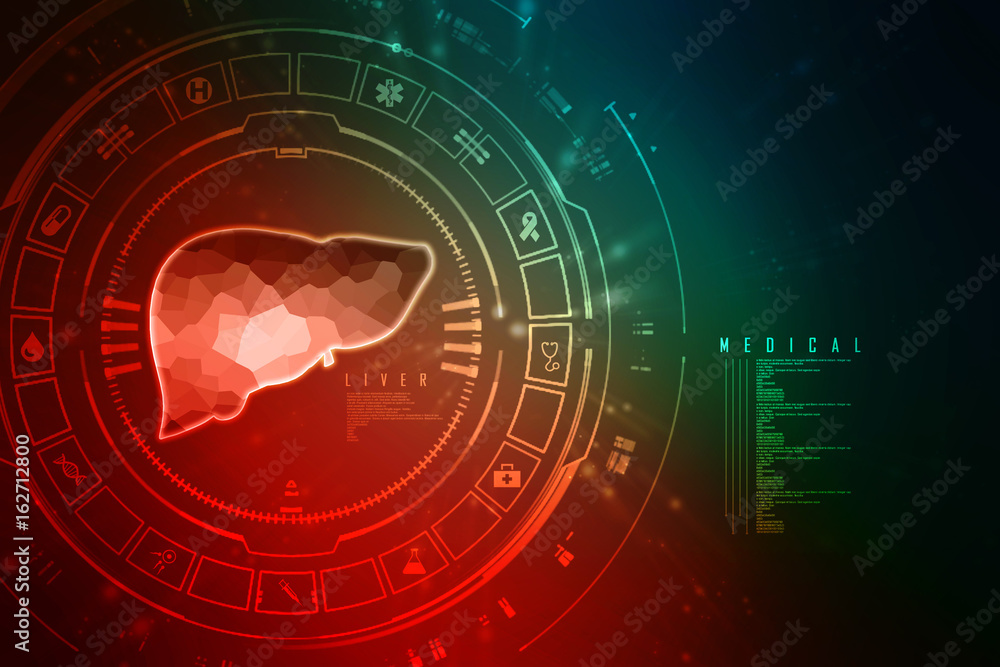 Realistic human liver 2d illustration Stock Illustration | Adobe Stock