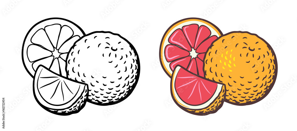 Vector hand drawn illustration of grapefruit with slice and cross ...