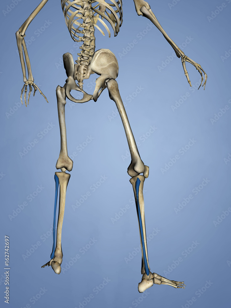 Fibula, 3D Model Stock Illustration | Adobe Stock