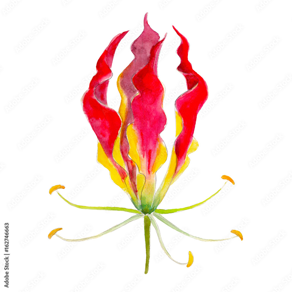 Lily gloriosa flower isolated on white background, watercolor hand ...