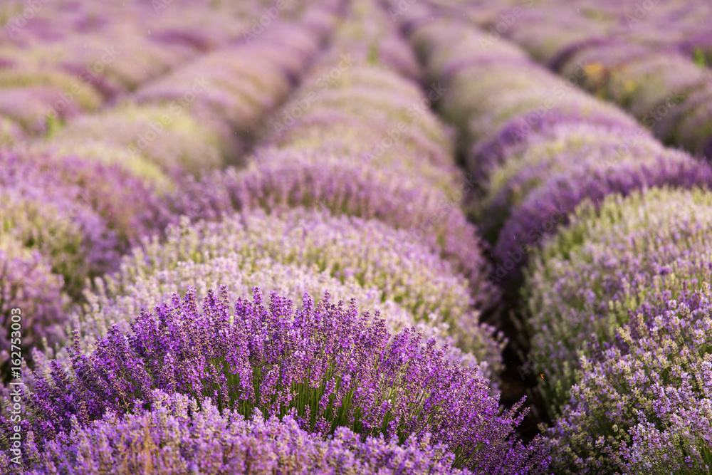 Beautiful and colourful lavander field wall mural wallpaper ...