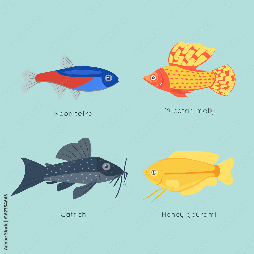 Different Types Of Tropical Fish