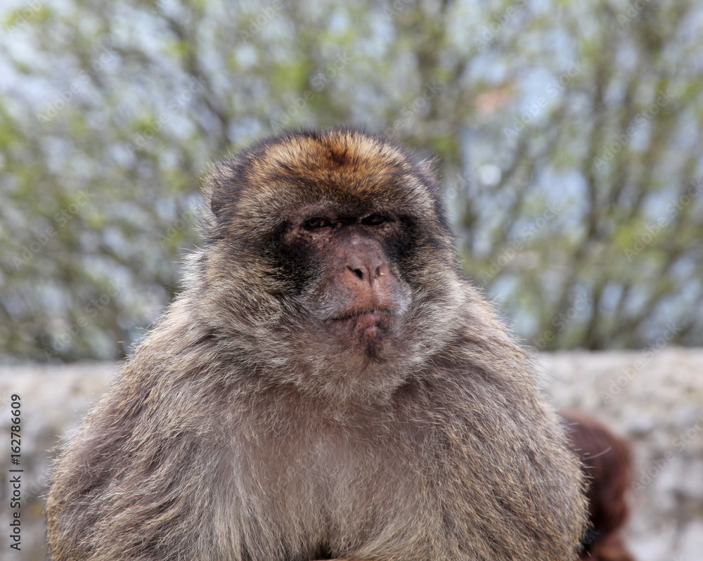 Ape of Gibraltar. These animals are famous in the British Territory of ...