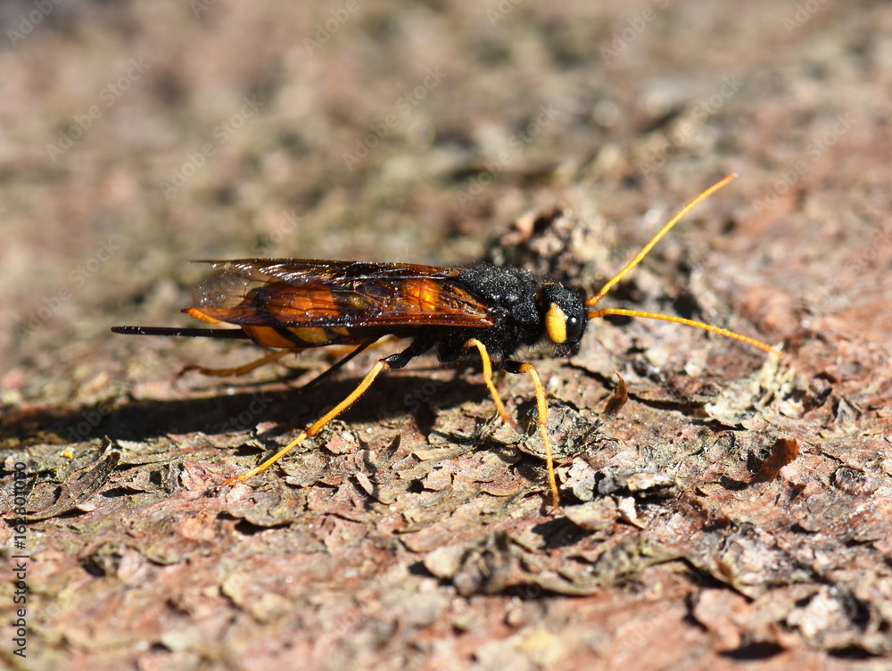 Female of the giant wood wasp Urocerus gigas on a tree trunk Stock ...