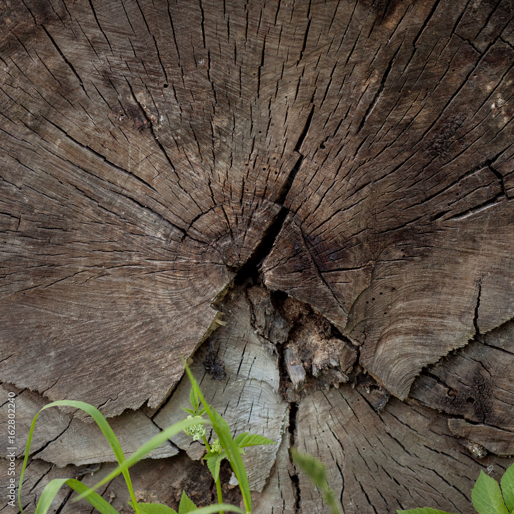 Tree rings are counted to determine the age of a tree. Cut wood texture ... Tree rings are counted to determine the age of a tree. Cut wood texture ...