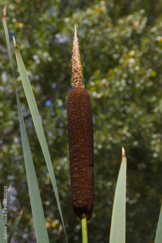 Typha Planta Herbacea Acuatica Stock Photo | Adobe Stock