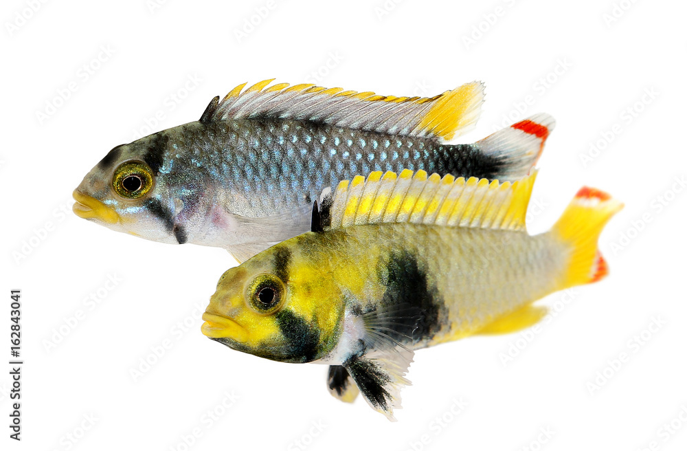 Fotka „Pair of Dwarf Cichlid Blue Panda Apisto Apistogramma Pandurini ...