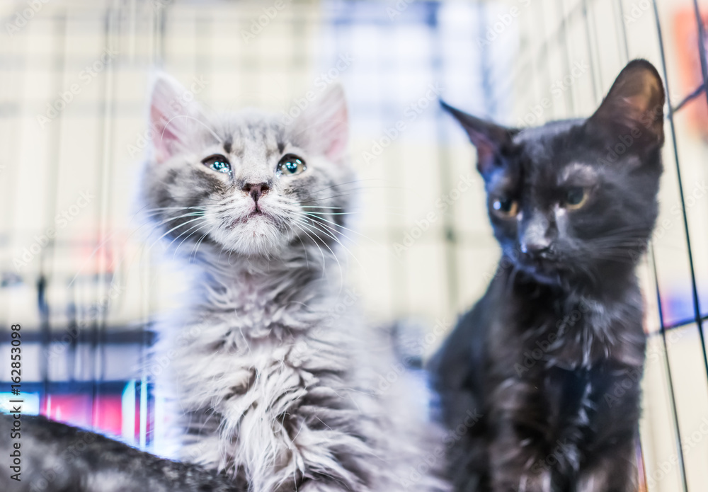 Portrait of one grey and white russian blue tabby tiny kitten in cage ...