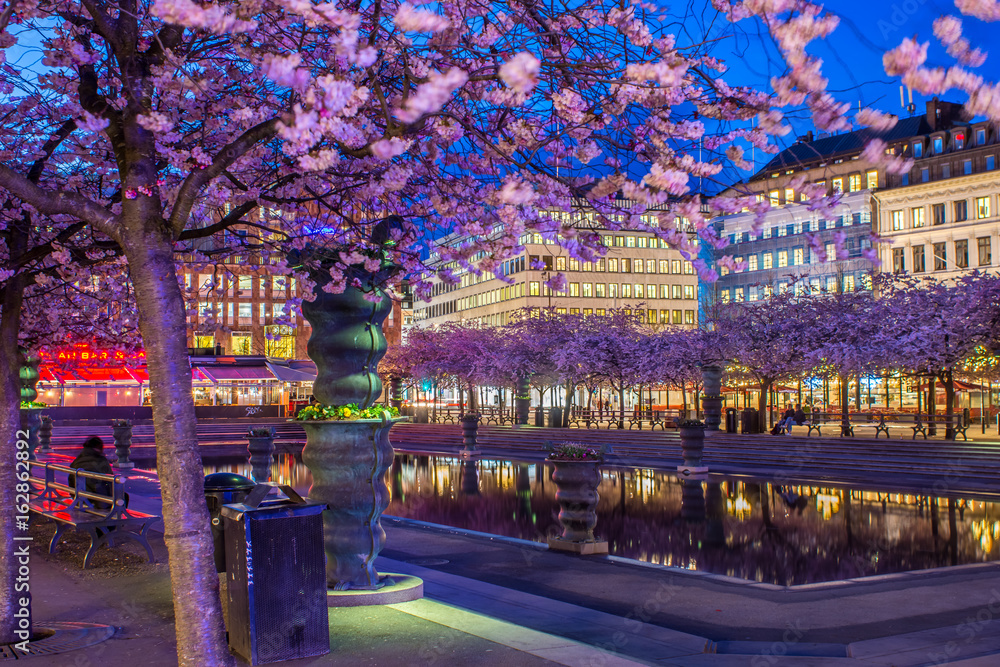 Blommande körsbärsträd vid dammen i Kungsträdgården i Stockholm Stock ...
