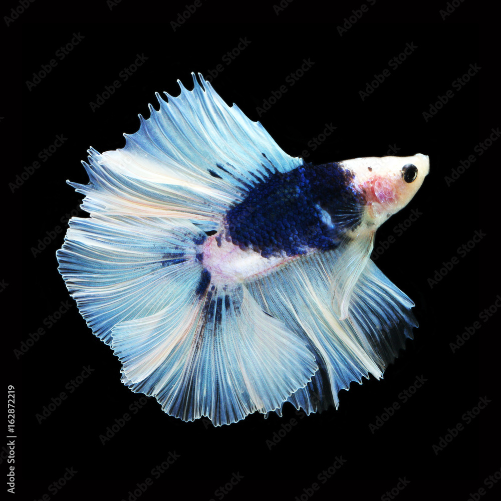 Doubletail Betta on black background. Beautiful fish. Swimming flutter ...