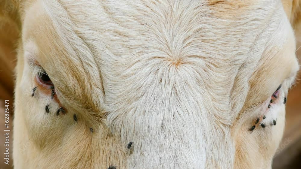 Vidéo Stock Detail of white cow eye with many annoying flies. Flies sit ...