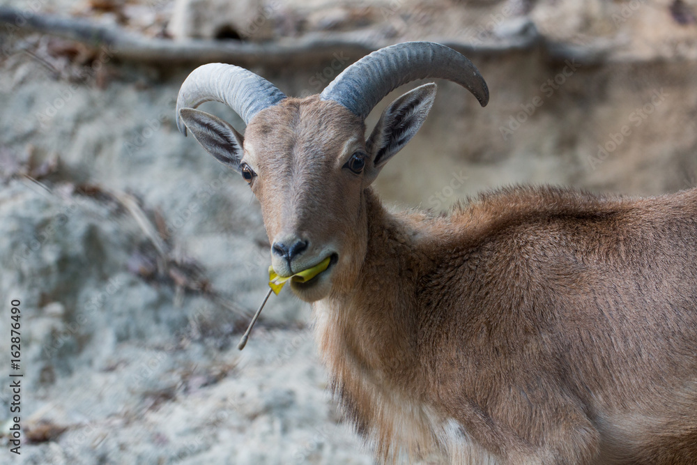 Goat with the leaf in his mouth in Chiangmai Zoo , Thailand foto de ...