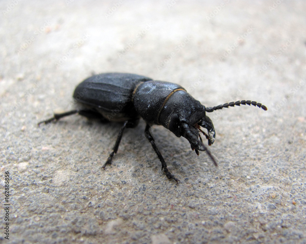 Beetle close-up. Scarabaeoidea is a superfamily of beetles ...