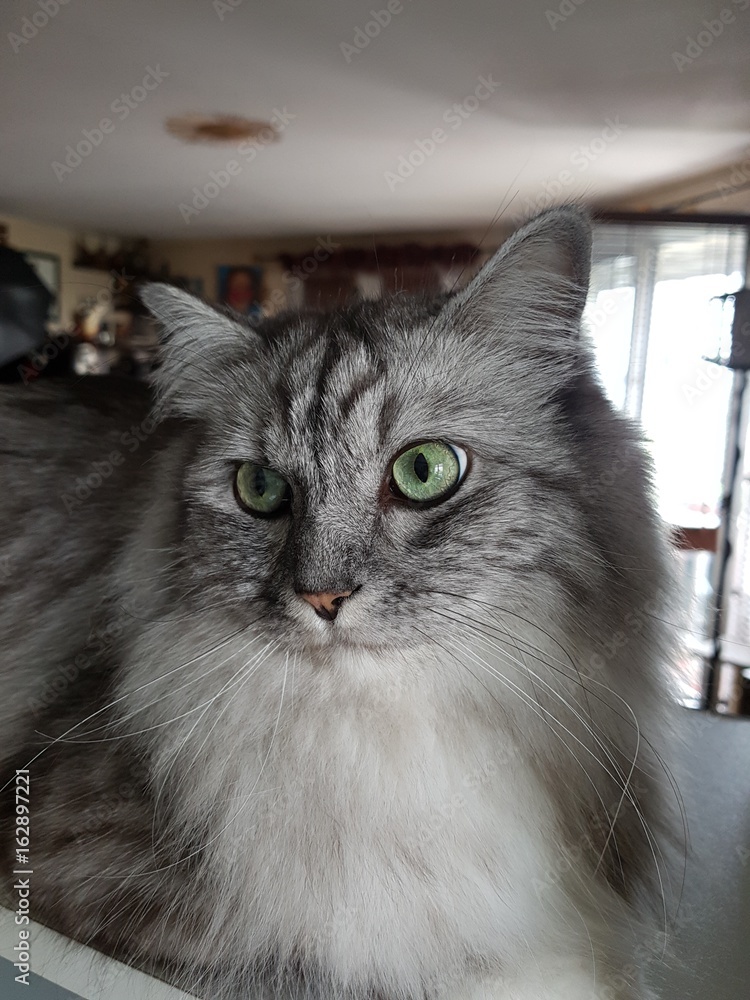 Chat gris Stock Photo | Adobe Stock