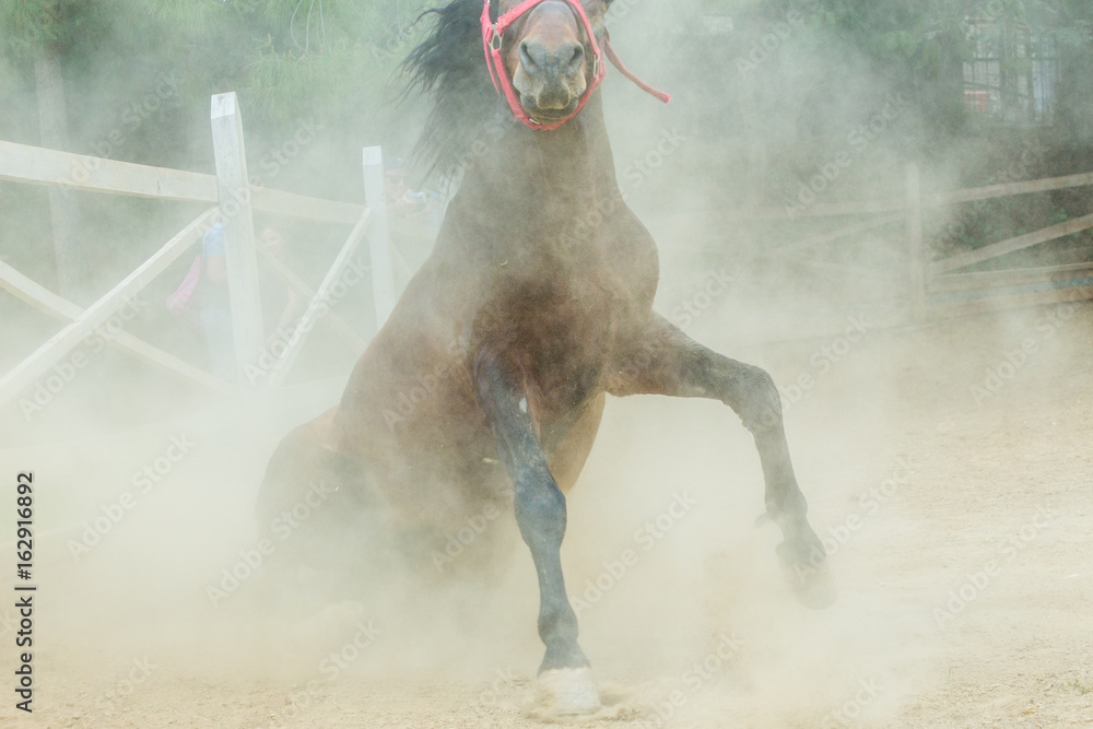 The horse is lying in the dust on the ground. She is in a wooden pen. A ...