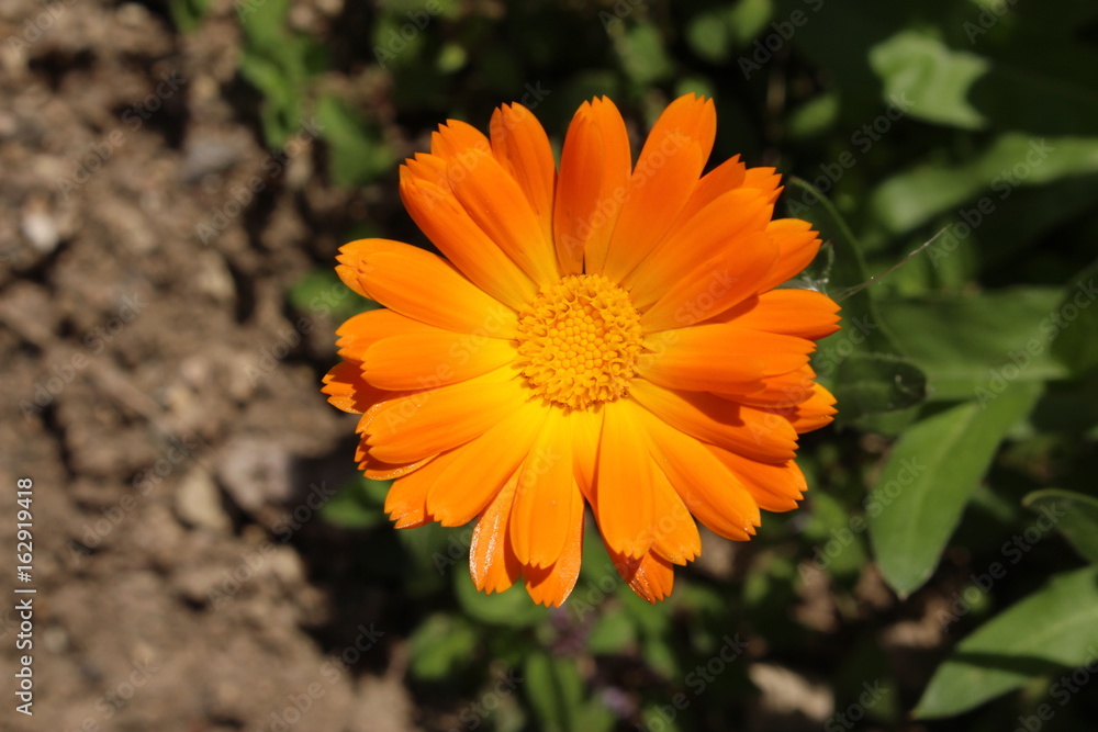 "Pot Marigold" flower (or Ruddles, Common Marigold, Garden Marigold ...