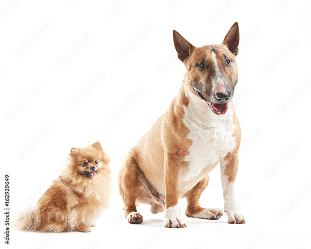 Pomeranian Bull Terrier Mix