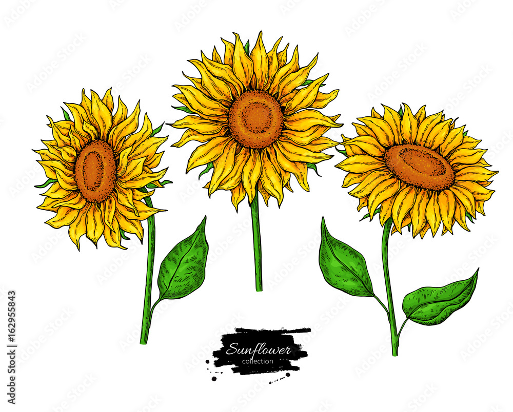 Sunflower flower vector drawing set. Hand drawn illustration isolated ...
