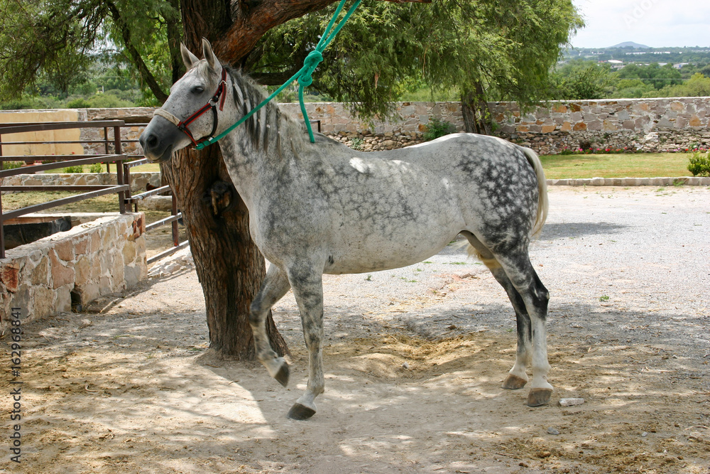 Caballo raza Azteca Stock Photo | Adobe Stock