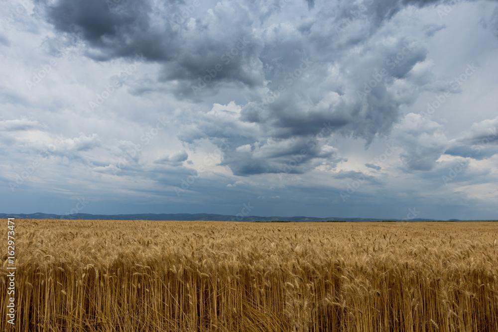 Wheatfield Storm