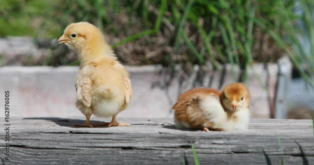 Easter Spring young chicks in home garden. Raising baby chicks in the ...