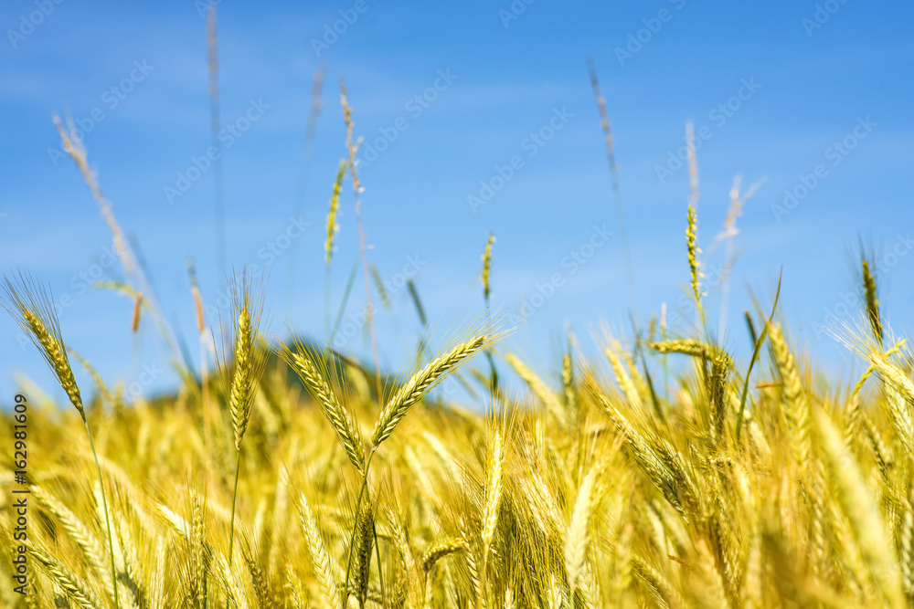 Gerste, Feld mit Berg Hohenstaufen Stock Photo | Adobe Stock