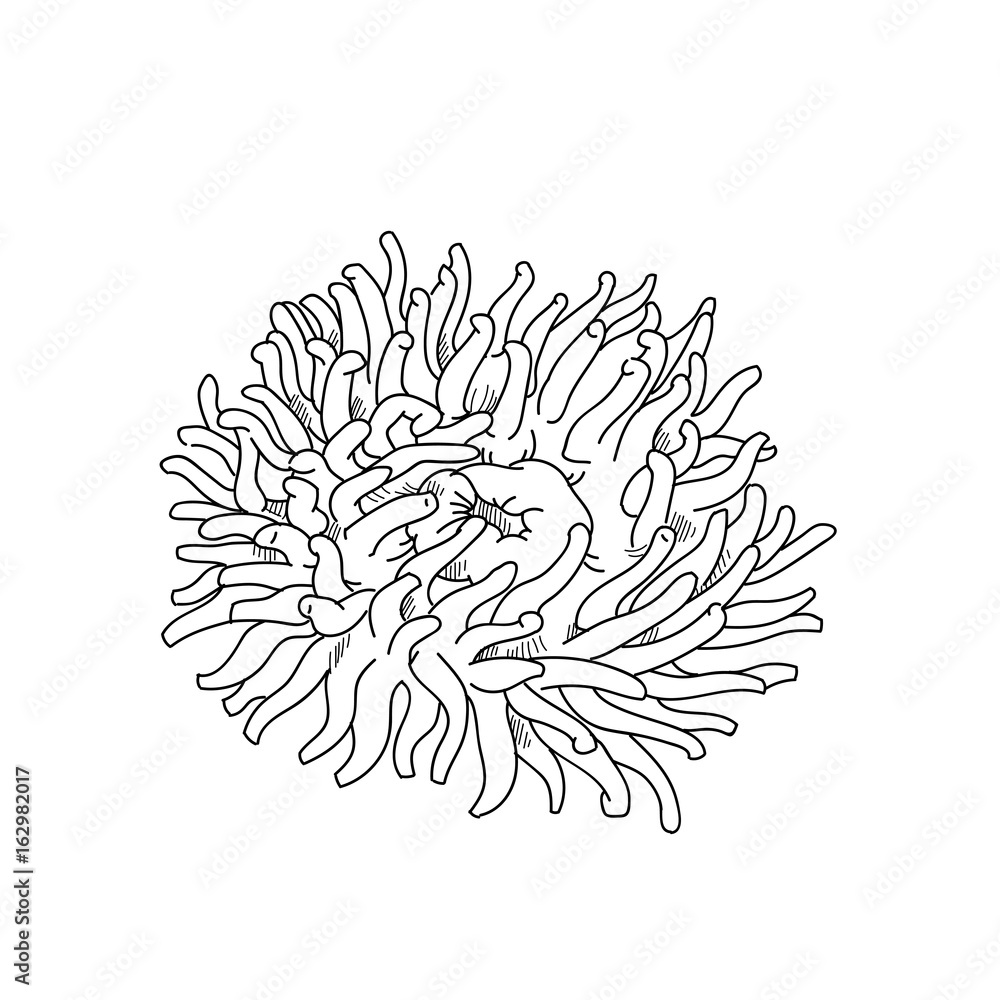 Sea anemone hand drawn sketch illustrations of engraved line Stock ...