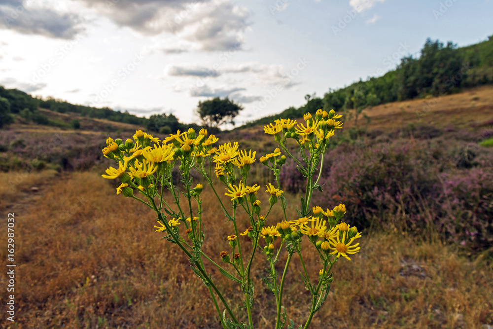 Flores de la Hierba de Santiago (Senecio Jacobaea ) en paisaje de monte ...