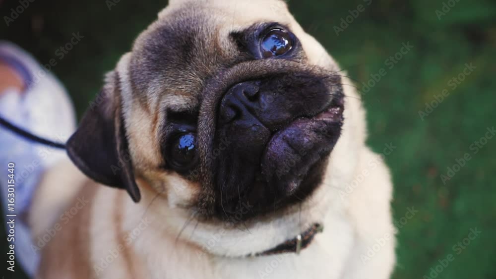 Portrait of cute pug dog. Slow Motion Stock Video | Adobe Stock