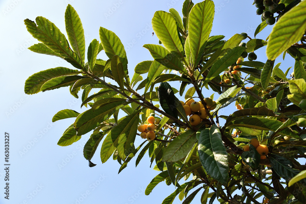Japanese loquat - Eriobotrya japonica.called “Biwa” in Japan. Stock ...