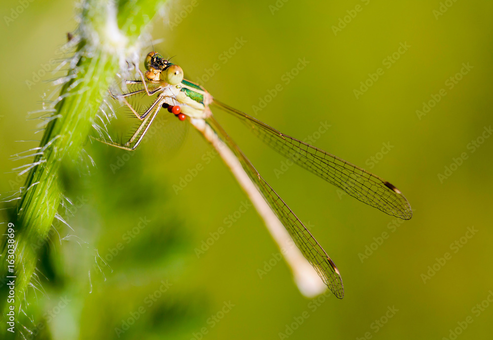Female of Lestes barbarus damselfly, also known as southern emerald ...