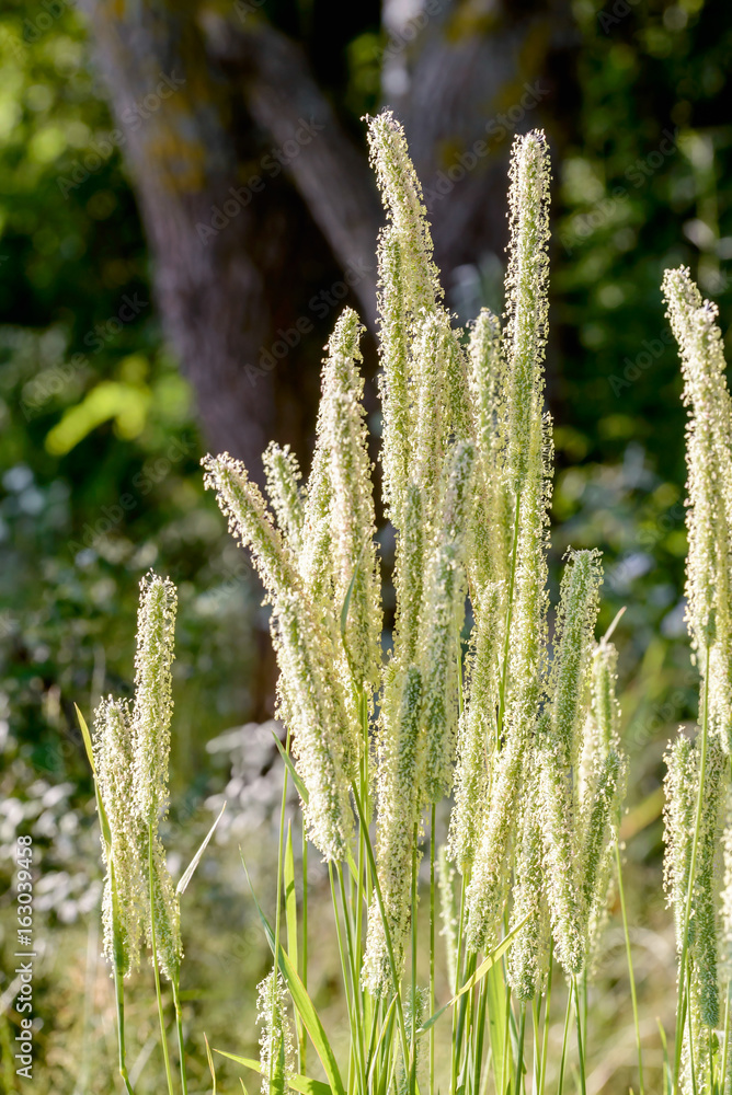 Phleum pratense plant, also known as Timothy-grass, timothy, meadow cat ...