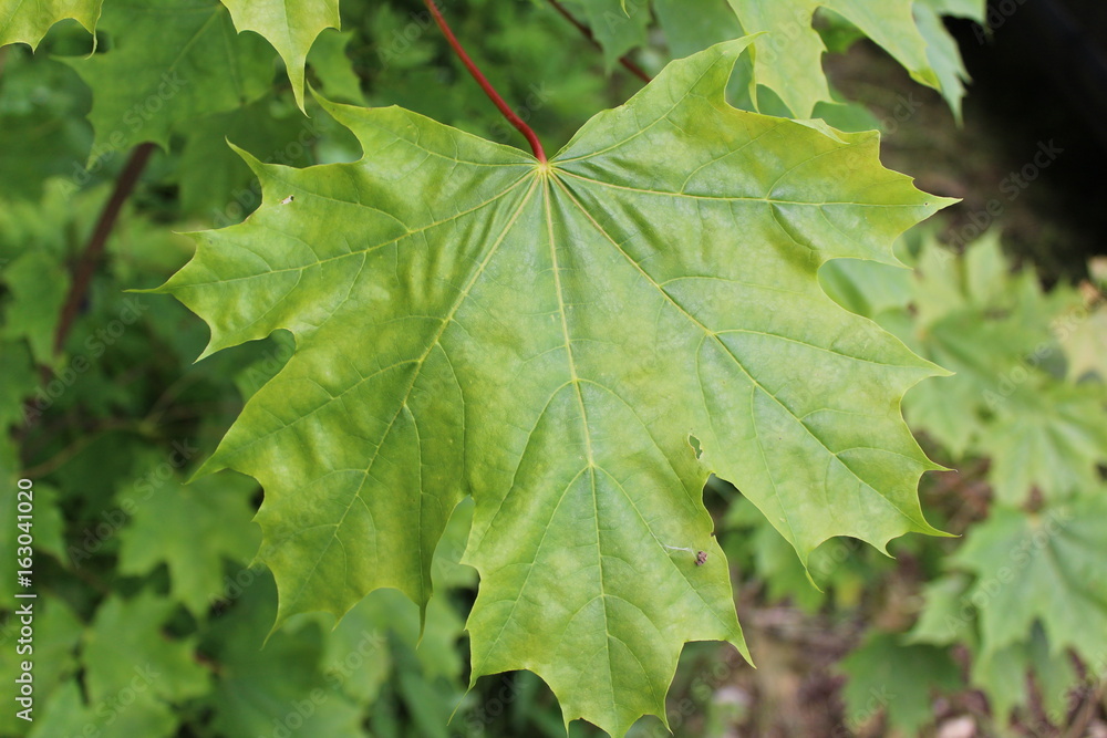 An ordinary maple leaf in the beginning of summer is green, juicy with ...