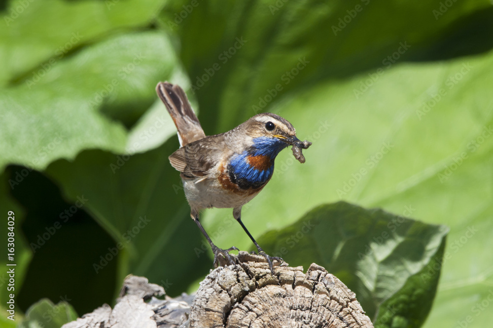Bluethroat male sitting on stump with worm in beak. Beautiful colorful ...