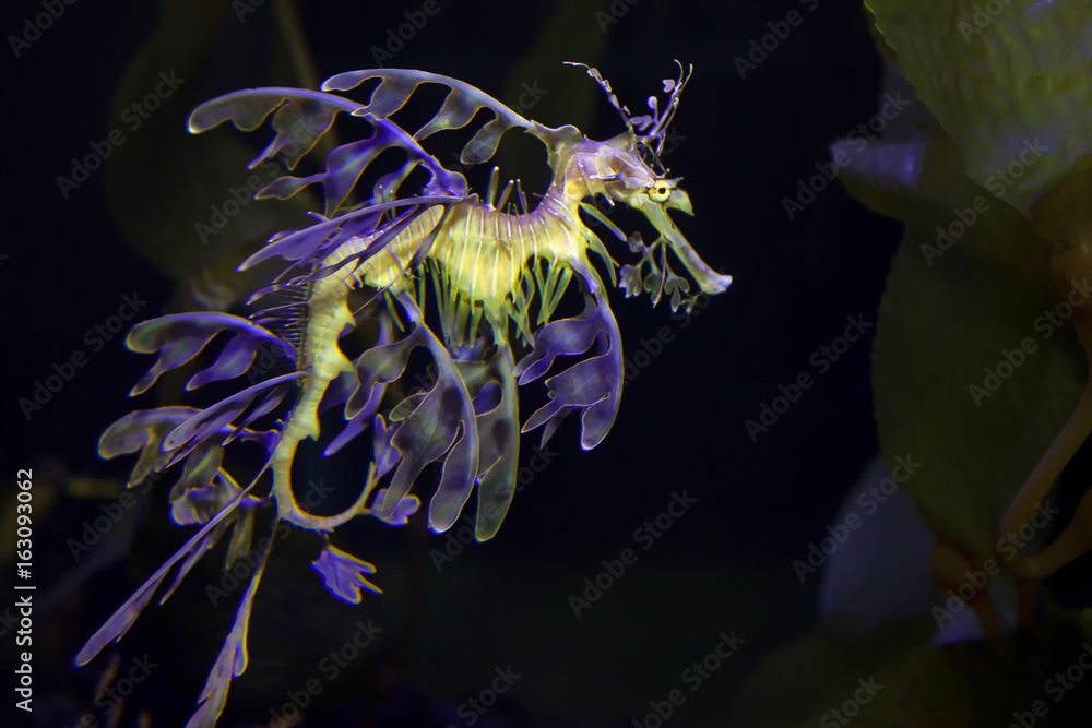 Sea Dragon Stock Photo | Adobe Stock