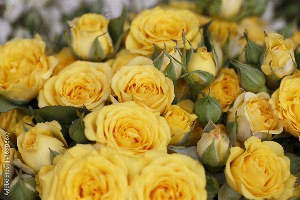 Field Of Yellow Roses