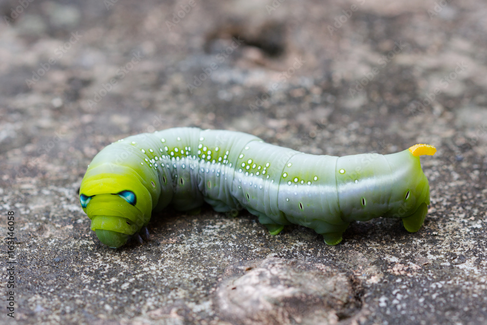 Giant Green Caterpillar