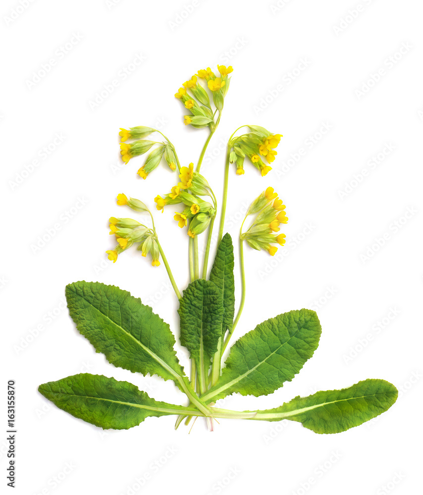 Flowers and leaves Primula veris (common names: common cowslip, cowslip ...