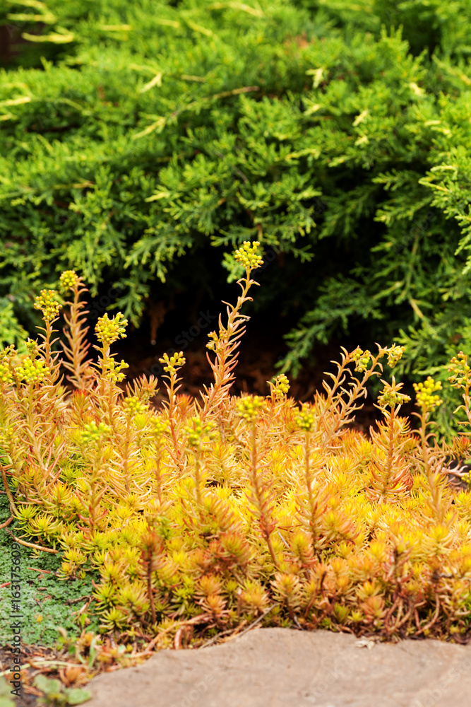 Sedum reflexum (Angelina), beautiful slow-growing perennial succulent ...