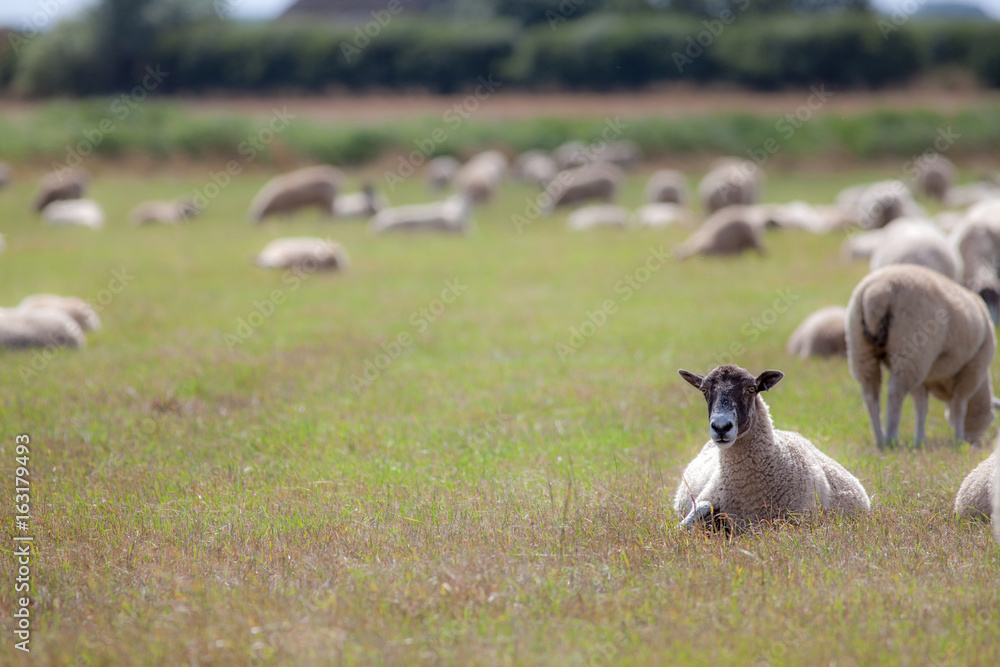 Sheep in a field. Rural agricultural scene of grazing farm animals with ...