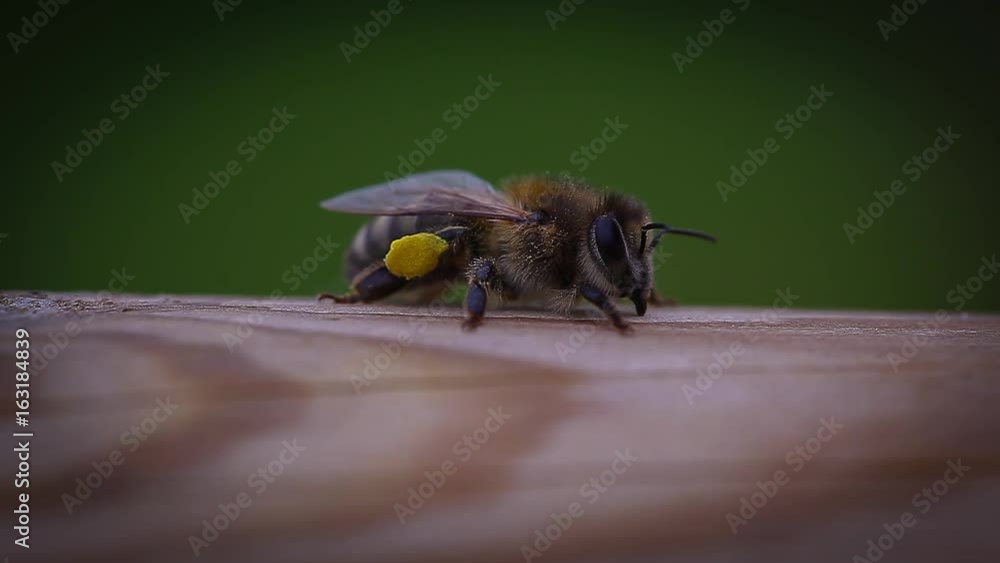 Ape con polline tra le zampe Stock ビデオ | Adobe Stock