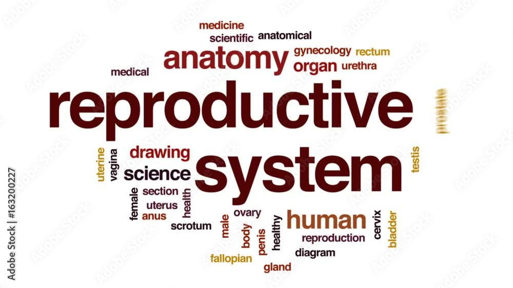 Reproductive system animated word cloud, text design animation. Stock ...