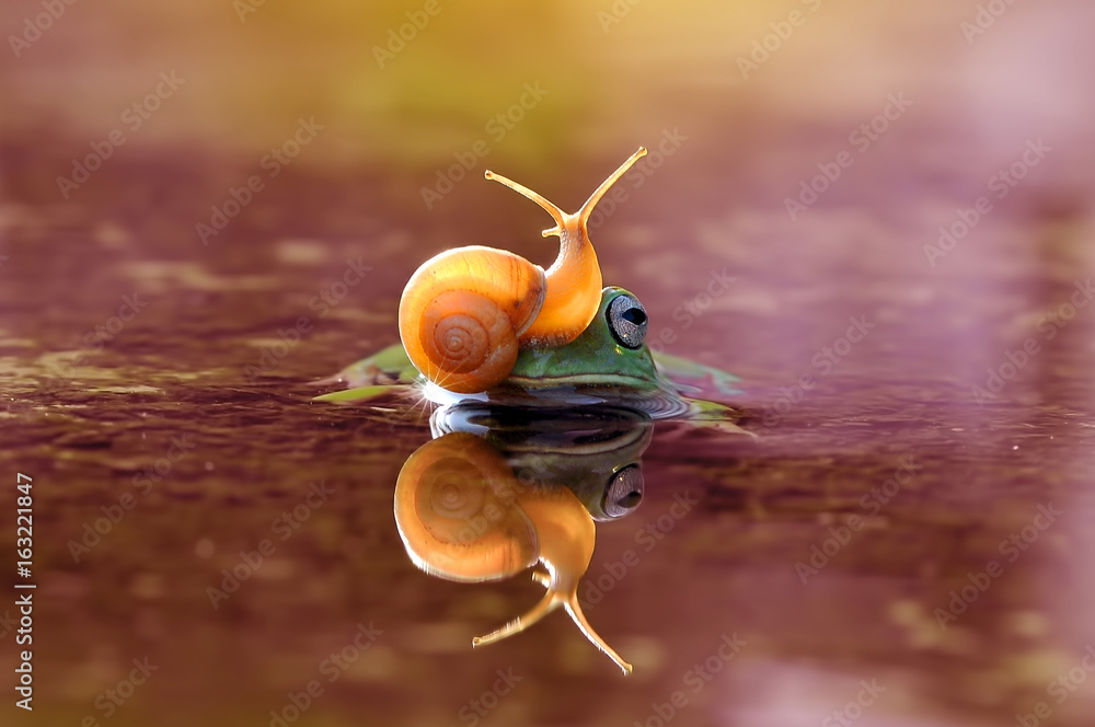 Foto de flying frog, frogs, tree frog, do Stock | Adobe Stock
