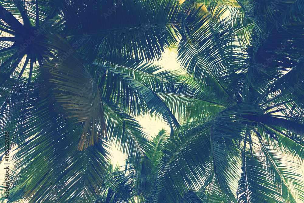 Tropical palm tree leaf background Stock Photo | Adobe Stock