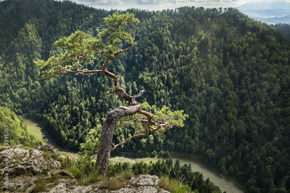 The most famous pine in the Pieniny Mountains at the summit of Sokolica ...