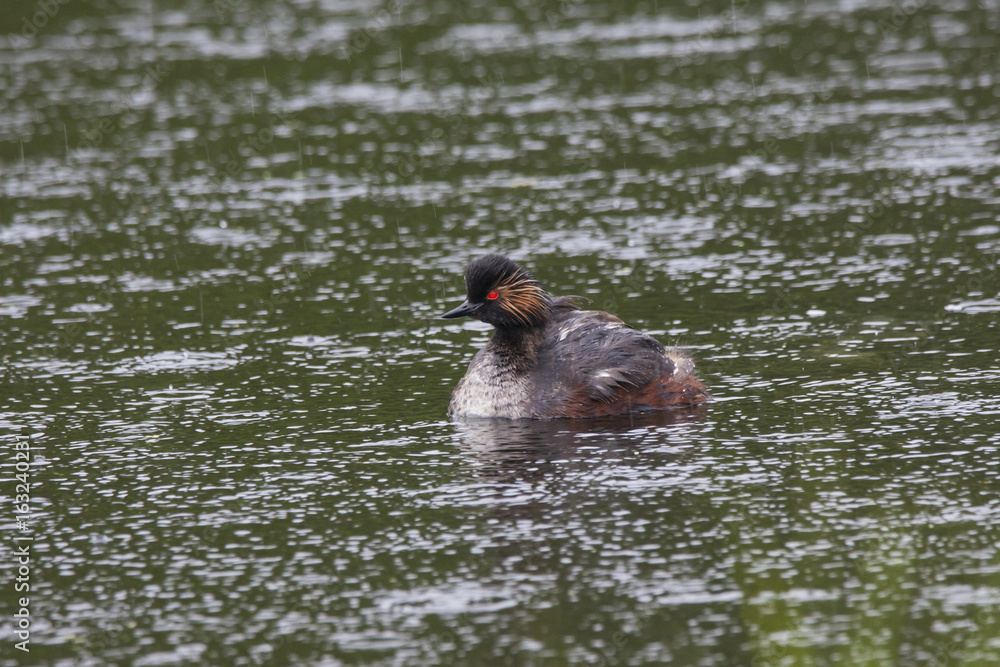 Black-necked grebe swimming on water. Beautiful dark waterbird with ...