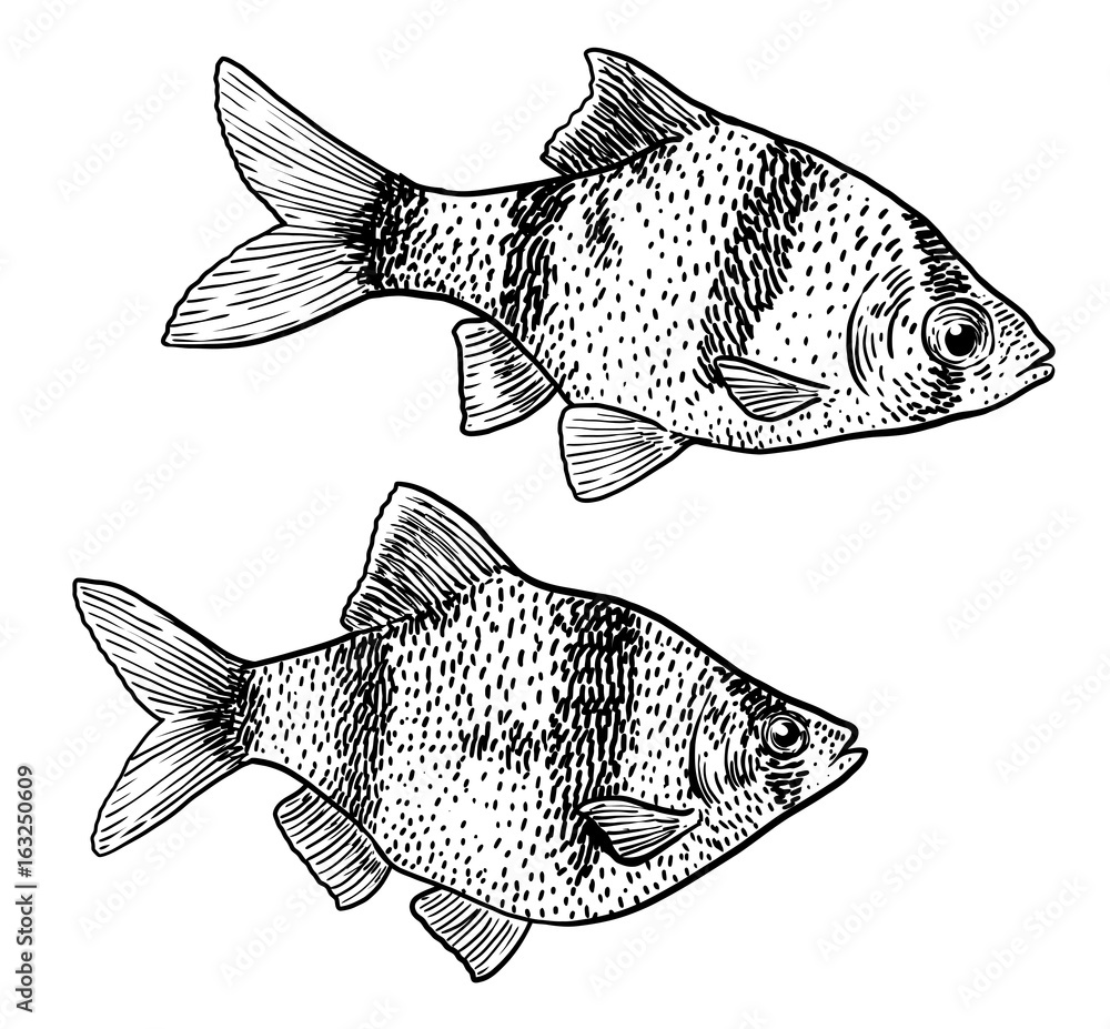 Tiger barb illustration, drawing, engraving, ink, line art, vector ...